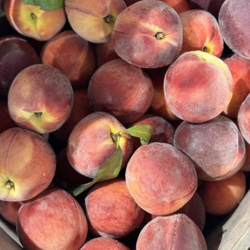 Shores Sisters | Cafe, Farm Market, Greenhouse, Bakery